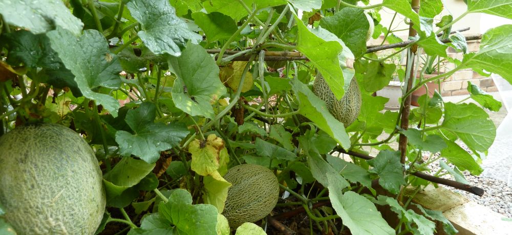 Article payant | siress-bio